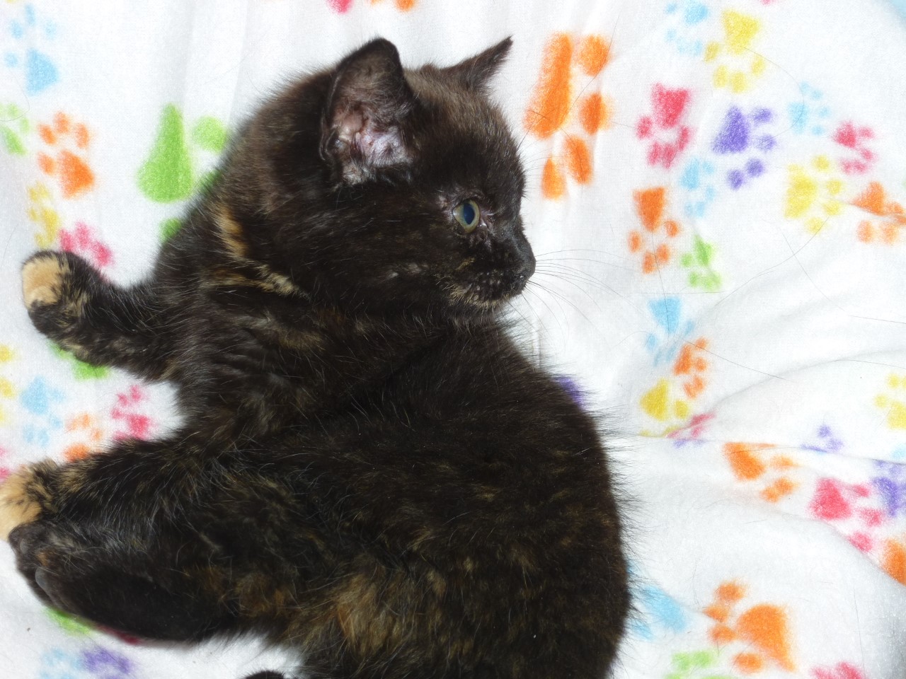Chats disponibles pour adoption – Adoption Mona-Lise