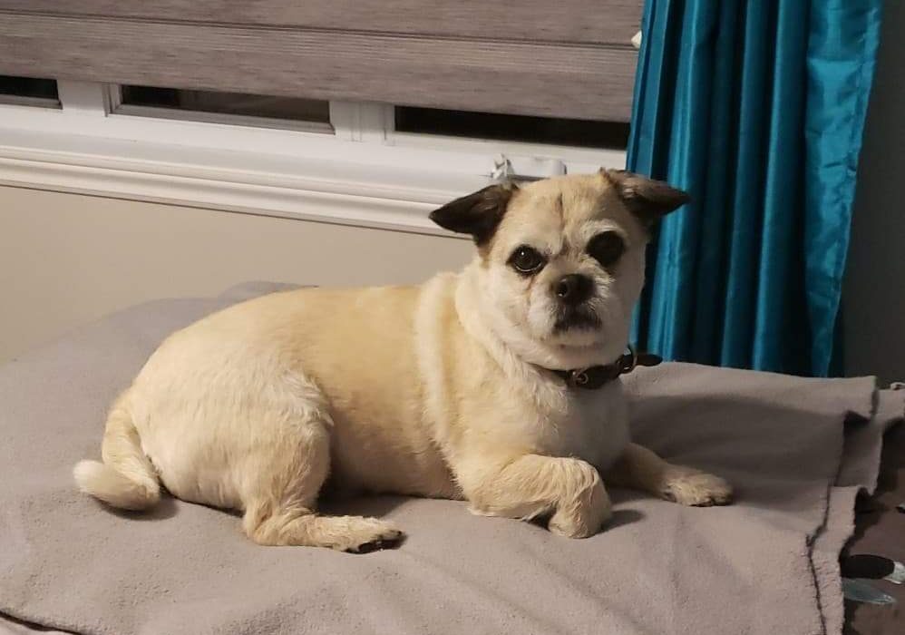 Chiens disponibles pour adoption – Adoption Mona-Lise