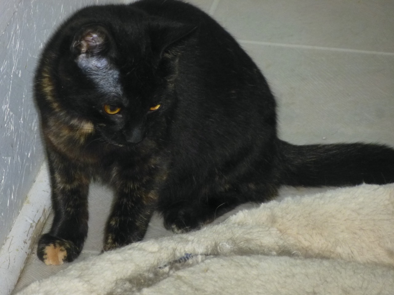 Chats disponibles pour adoption – Adoption Mona-Lise