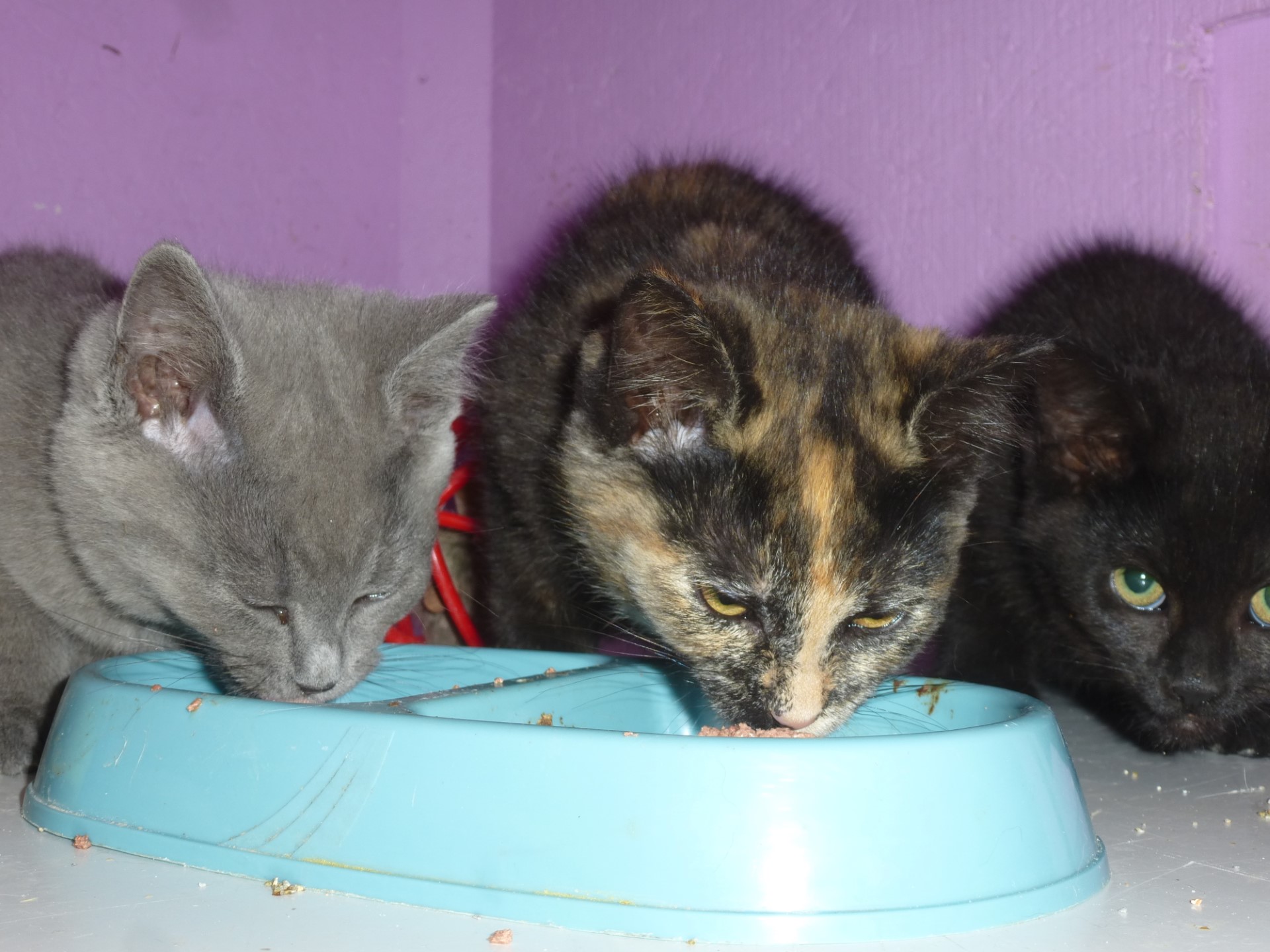 Chats disponibles pour adoption – Adoption Mona-Lise