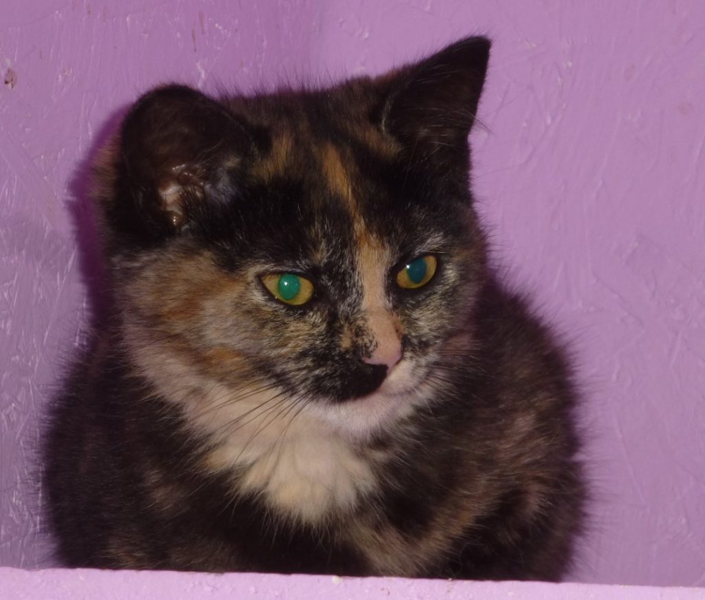 Chats disponibles pour adoption – Adoption Mona-Lise