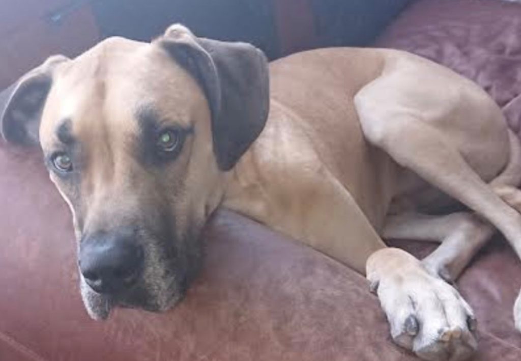 Chiens disponibles pour adoption – Adoption Mona-Lise