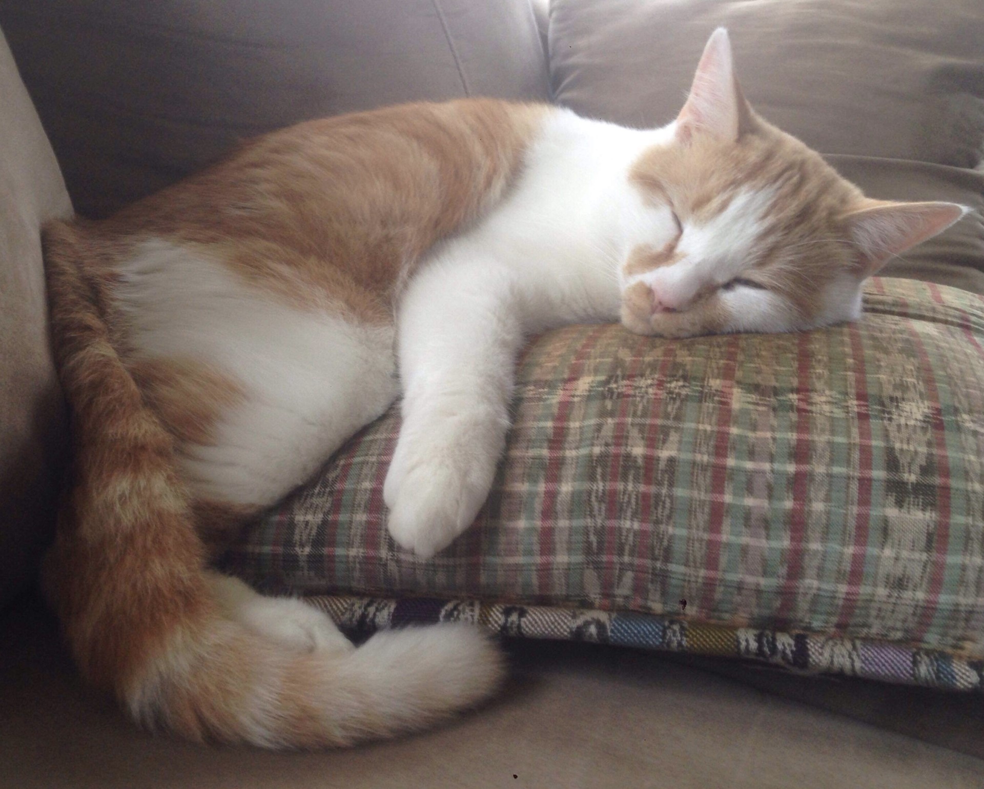 Chats disponibles pour adoption – Adoption Mona-Lise